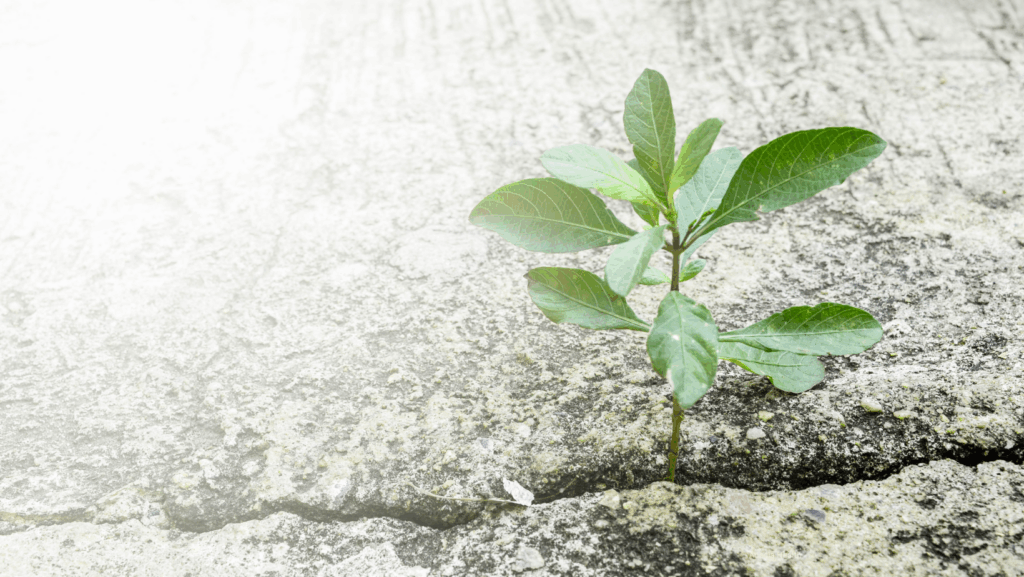 Understanding Trauma and Therapy | Victoria BC - Acacia Health